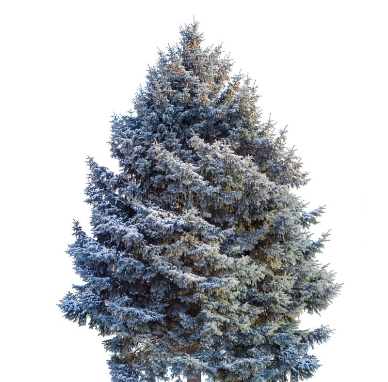 Blue Spruce Covered with Snow on a Light Background Stock Image - Image ...