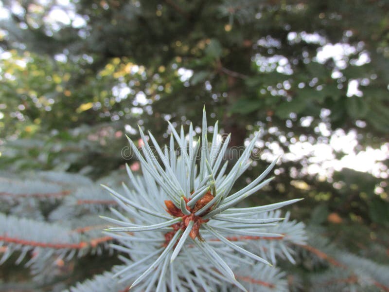 Blue spruce in daylight stock photo. Image of wildflower - 285840954