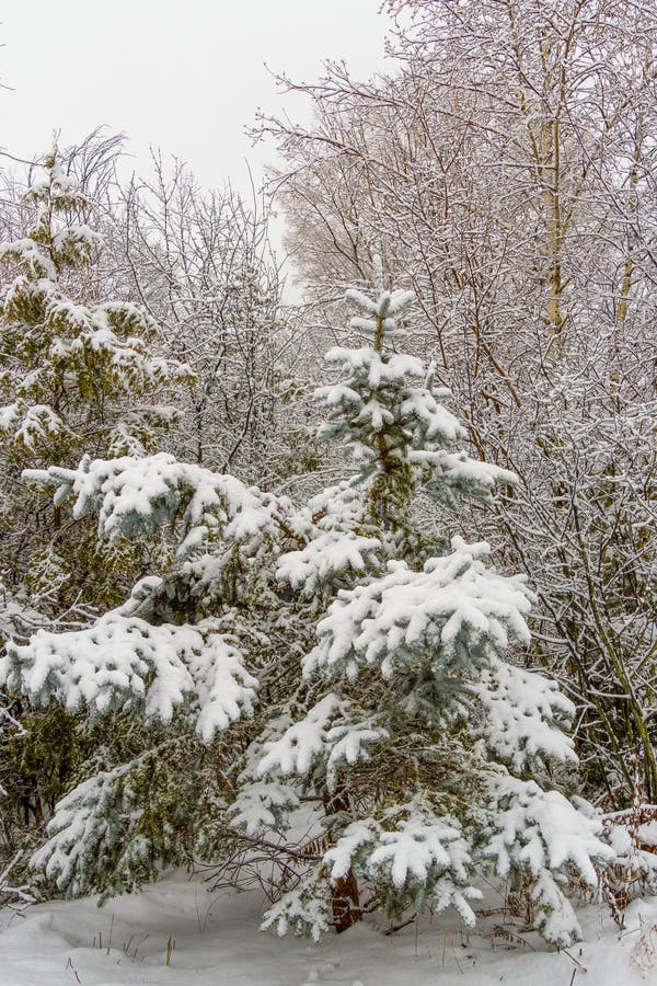 Blue Spruce in a Deep Wild Forest Stock Photo - Image of white, explore ...