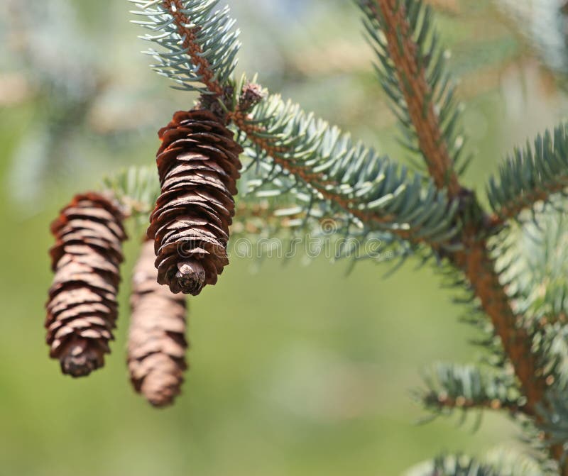 Blue Spruce, Green Spruce with Cones Stock Photo - Image of coniferous ...