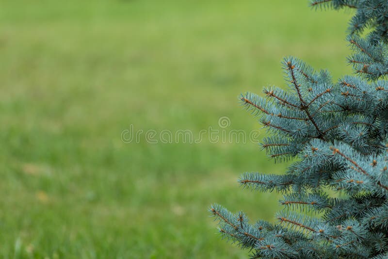 Blue Spruce and Green Grass Stock Image - Image of detail, freeze: 59315617