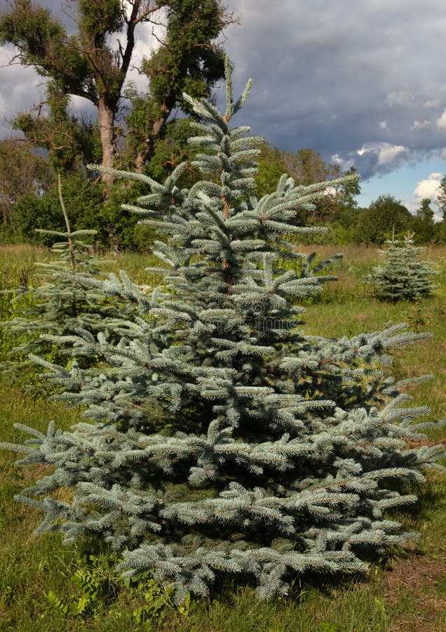 Blue Spruce is Growing in Nature Stock Photo - Image of evergreen ...