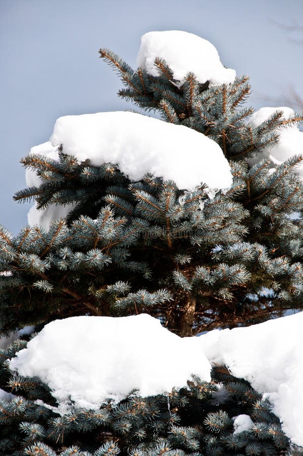 Blue spruce in heavy snow stock image. Image of winter - 29559619