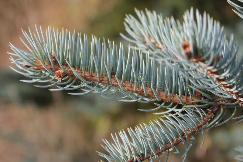 Blue spruce limb stock image. Image of tree, beautiful - 80166943