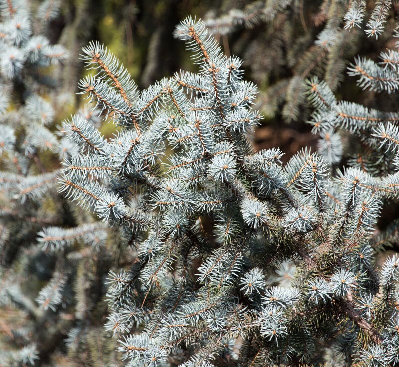 Blue spruce on nature stock photo. Image of leaf, wood - 105072648