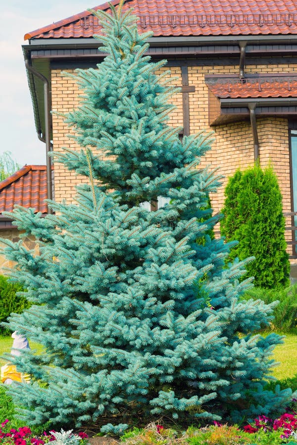 Blue spruce near cottage stock image. Image of stone - 36112489