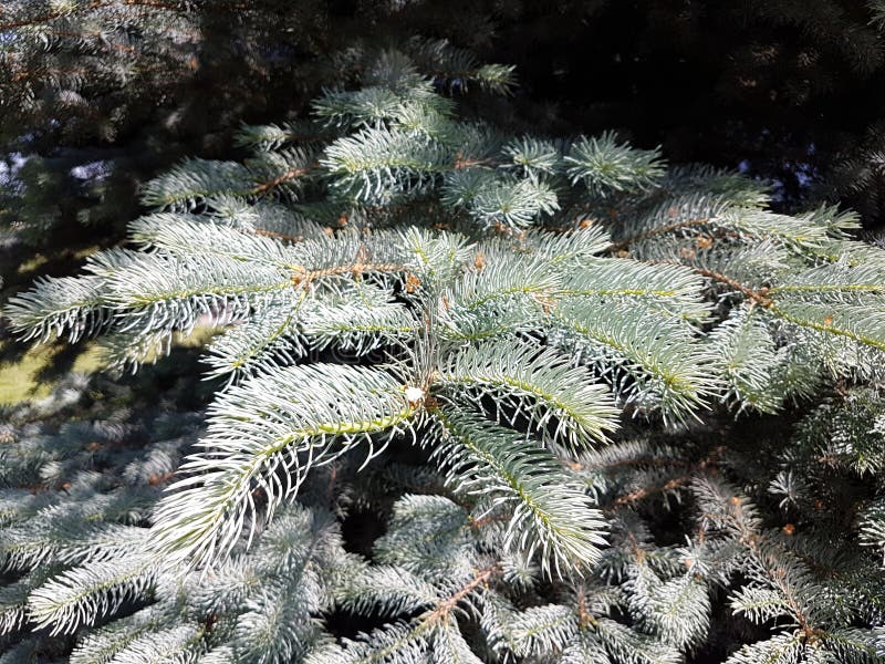 Blue spruce needles. stock image. Image of blue, tree - 147683117
