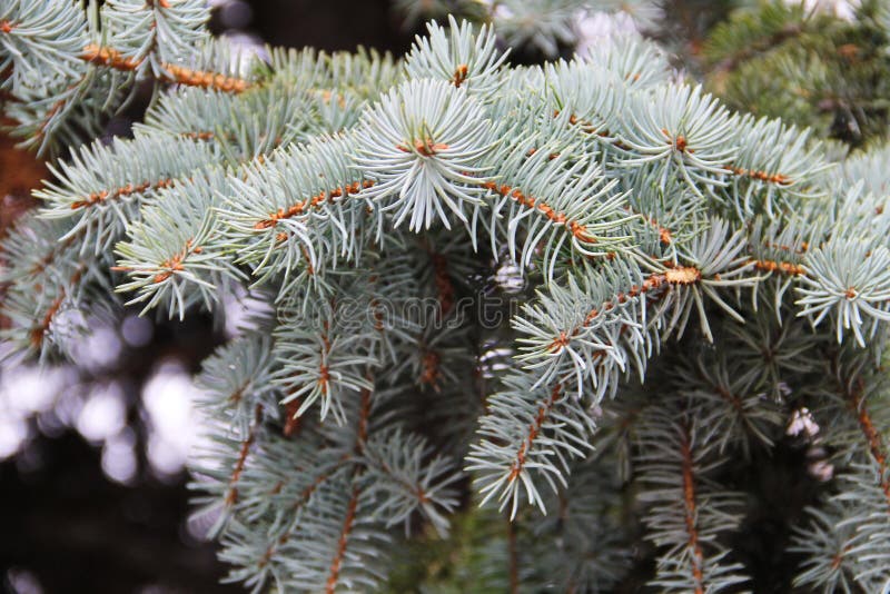 Blue Spruce Needles on a Branches Stock Image - Image of furtree ...