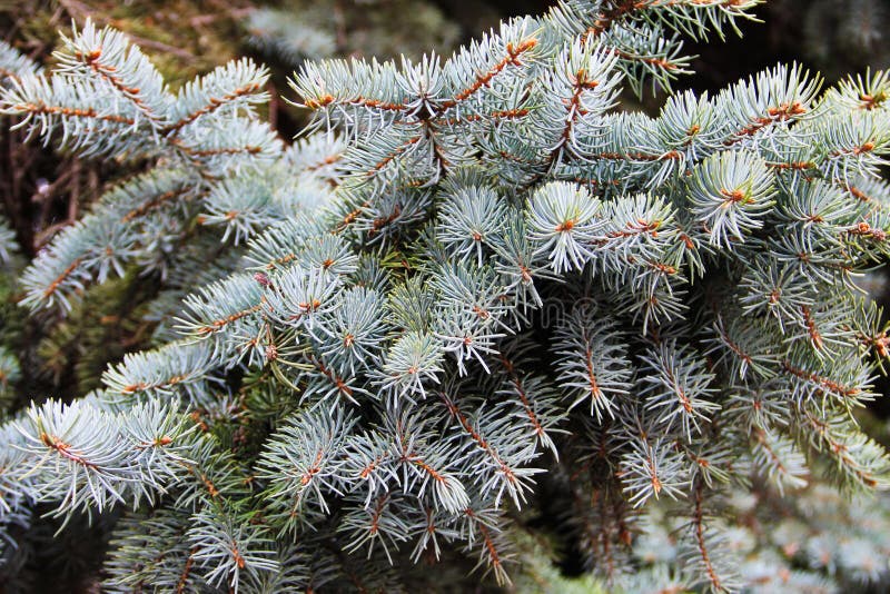 Needles of Blue Spruce Tree Picea Pungens Closeup Stock Image - Image ...