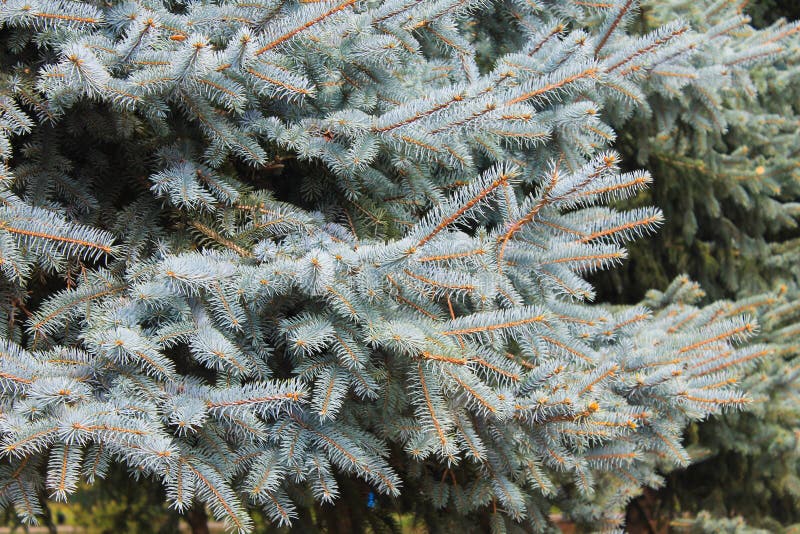 Blue Spruce Needles on a Branches Stock Image - Image of furtree ...