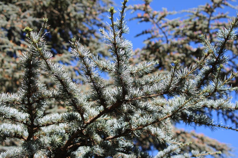 Blue Spruce Needles from a Blue Spruce Tree Up Close Stock Image ...