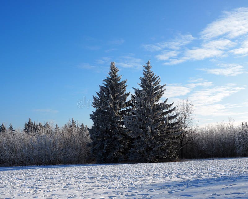 Blue Spruce or Picea Pungens with Deciduous Trees Stock Photo - Image ...