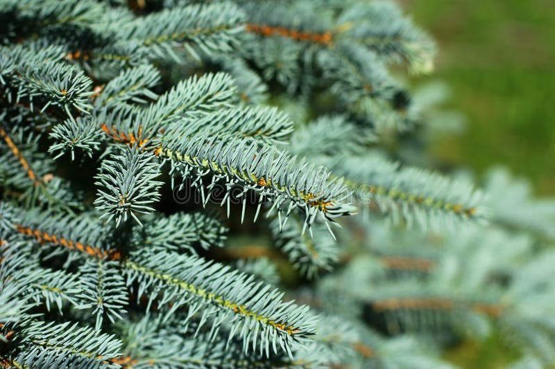 Blue Spruce, Picea Pungens, is a Species of Spruce Tree. Background ...