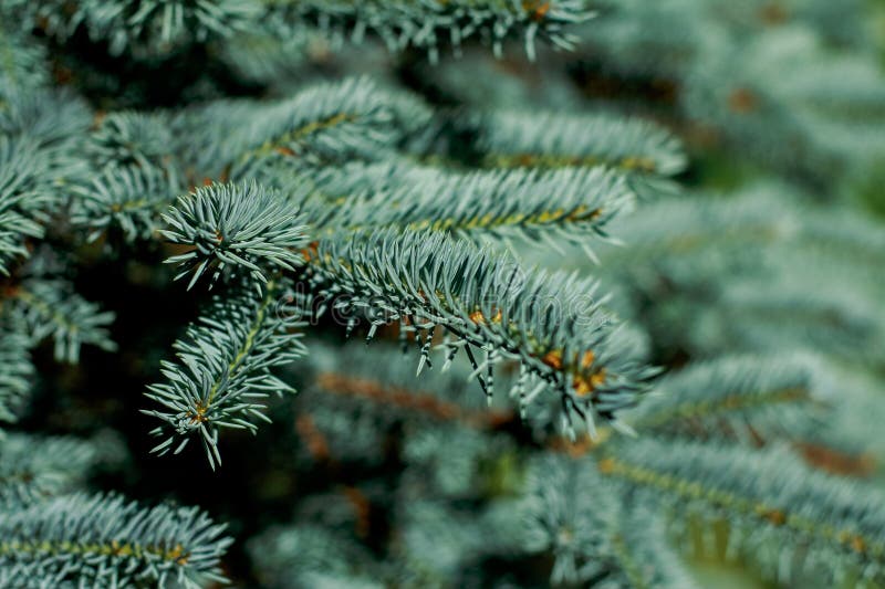 Blue Spruce, Picea Pungens, is a Species of Spruce Tree. Background ...