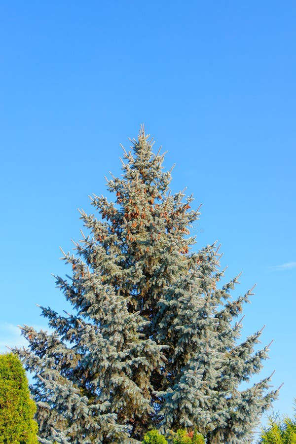 Blue Spruce Picea Pungens Standing Alone Stock Image - Image of shaft ...