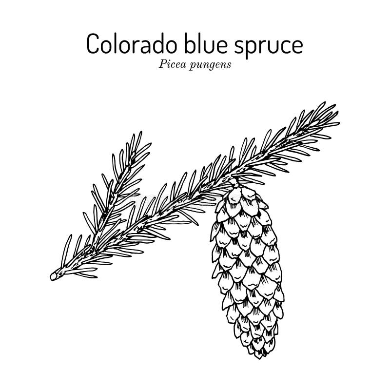 Blue Spruce Picea Pungens , State Tree of Colorado Stock Vector ...