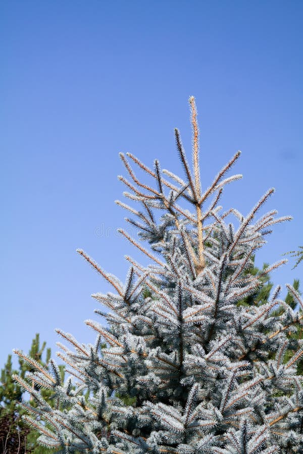 Blue Spruce Picea Pungens Tree and Blue Sky Stock Photo - Image of ...