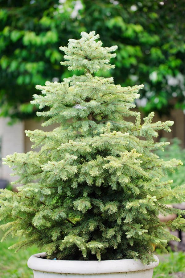 Blue spruce in a pot stock image. Image of blossom, evergreen - 212784625