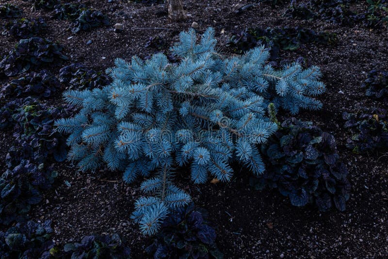 Blue Spruce Scrub Planted in Dark Dirt Stock Photo - Image of plant ...