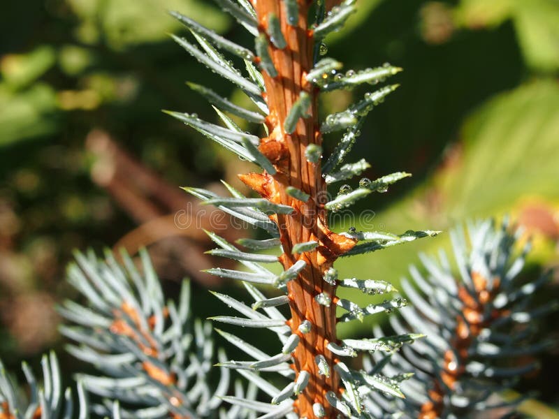 Blue spruce stock photo. Image of pine, conifer, needle - 57836312