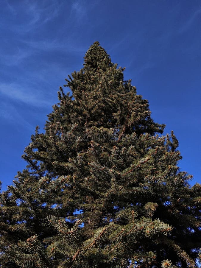 Blue spruce stock photo. Image of tree, background, beautiful - 218252616