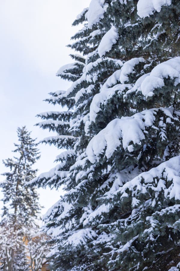 Blue Spruce in Snow stock image. Image of nature, colorado - 7981727