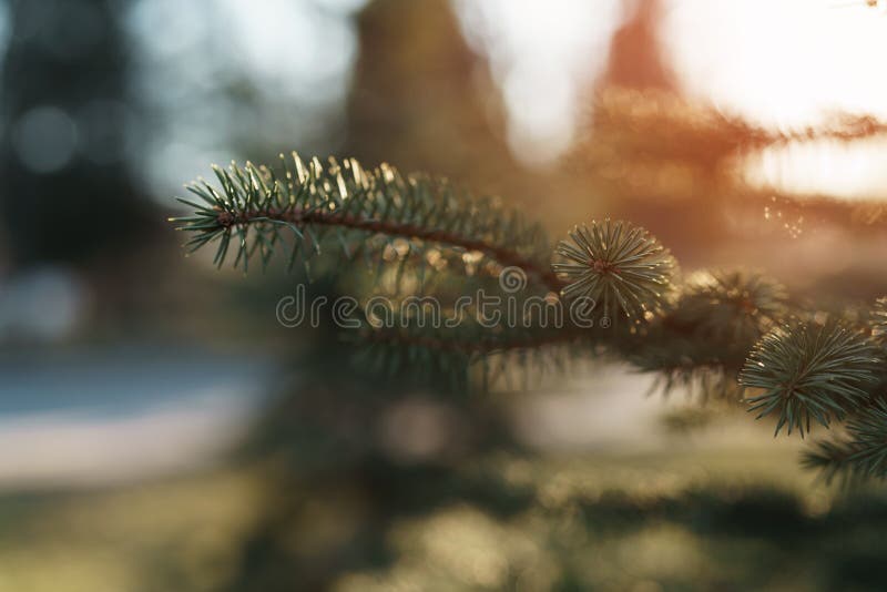 Blue Spruce in Spring Sunset Light Stock Photo - Image of evergreen ...