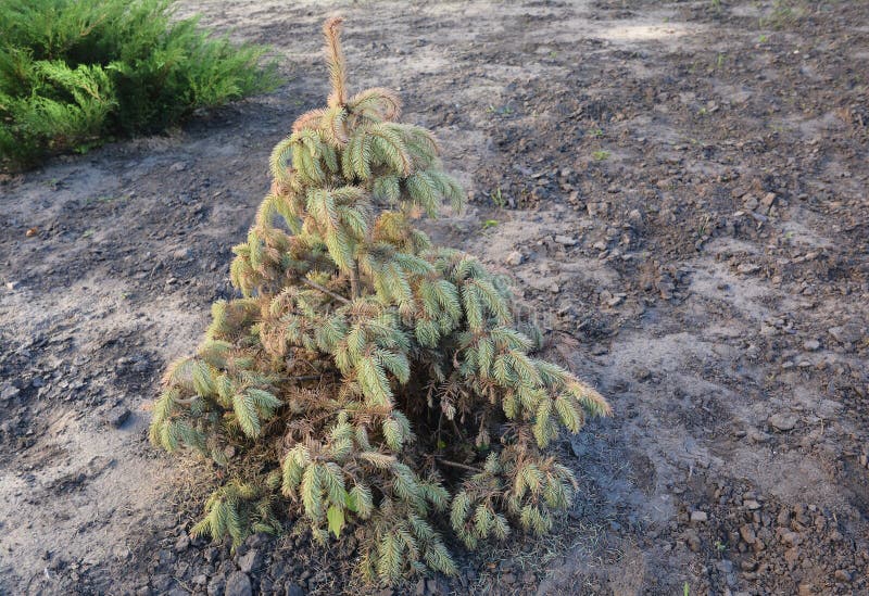 Blue Spruce Tree in Bad Condition. Colorado Blue Spruce Tree Decline ...