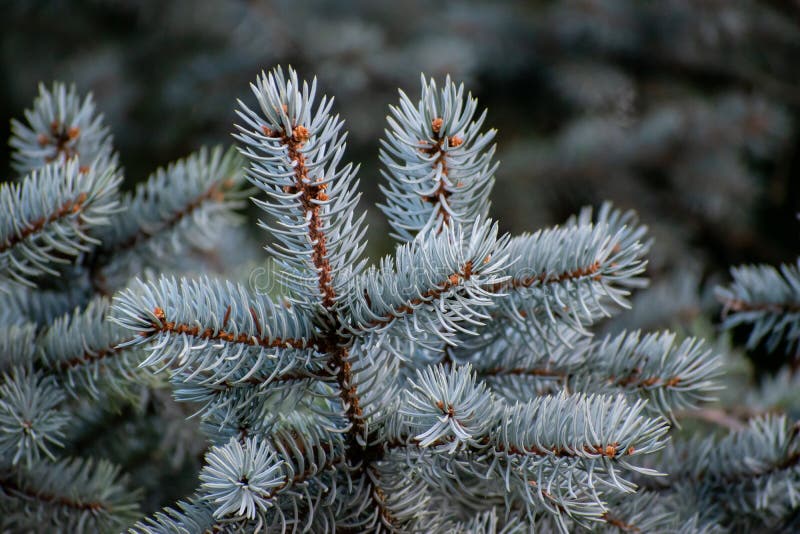 Blue Spruce Tree Branch Close-up Stock Image - Image of nature, spruce ...