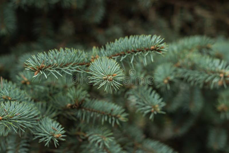 Blue Spruce Tree Branches As Background Close Stock Image - Image of ...