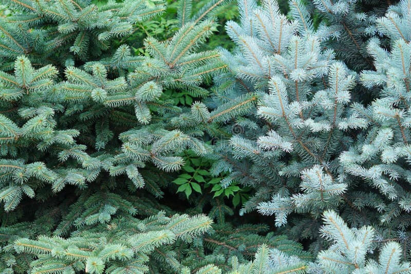Blue Spruce Tree Branches Background Stock Photo - Image of texture ...