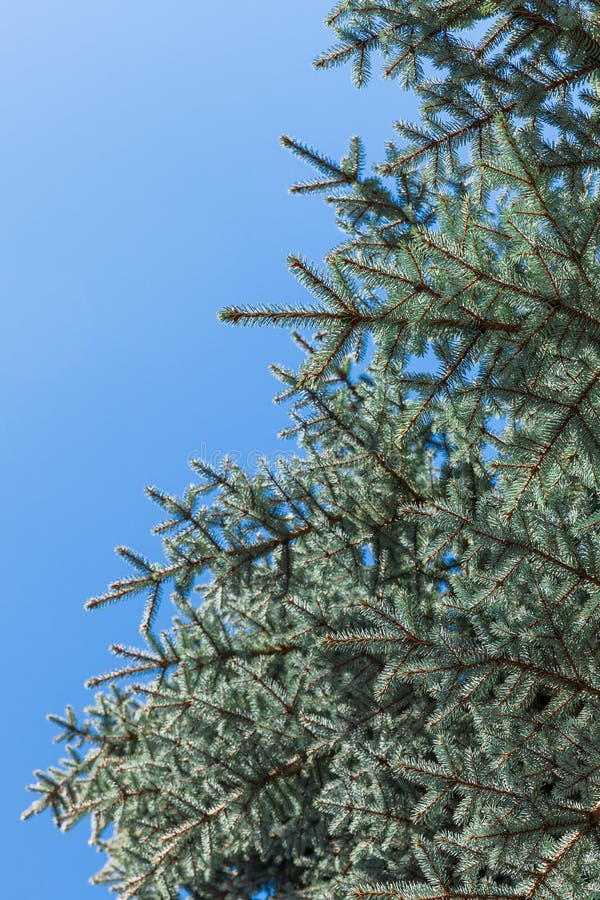 Blue Spruce Tree Branches are Over Blue Sky Background Stock Image ...
