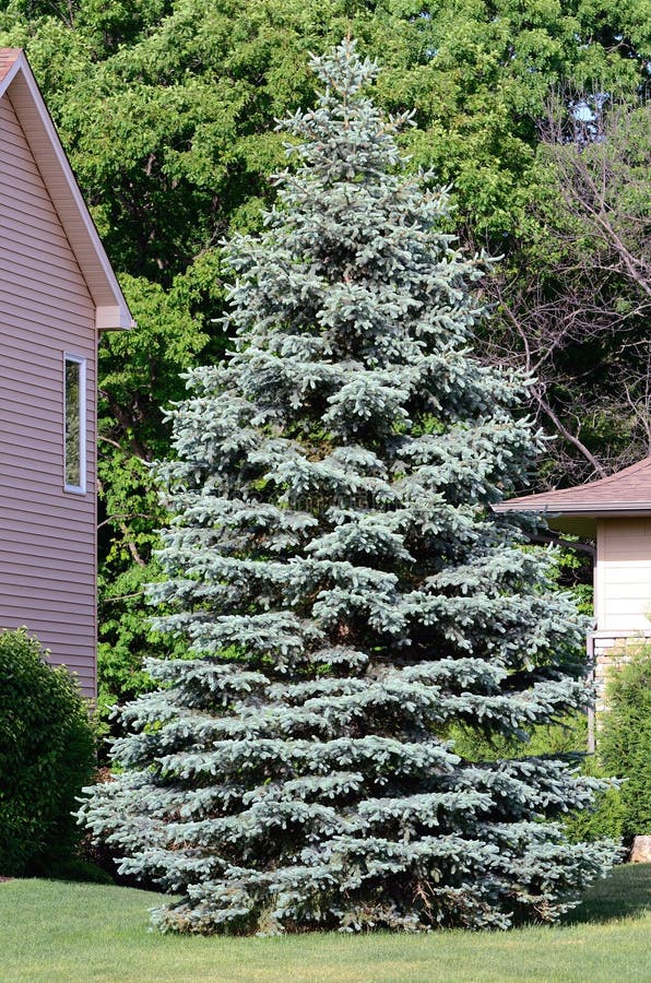 Blue Spruce for Christmas. the Branches of the Blue Spruce Close-up ...