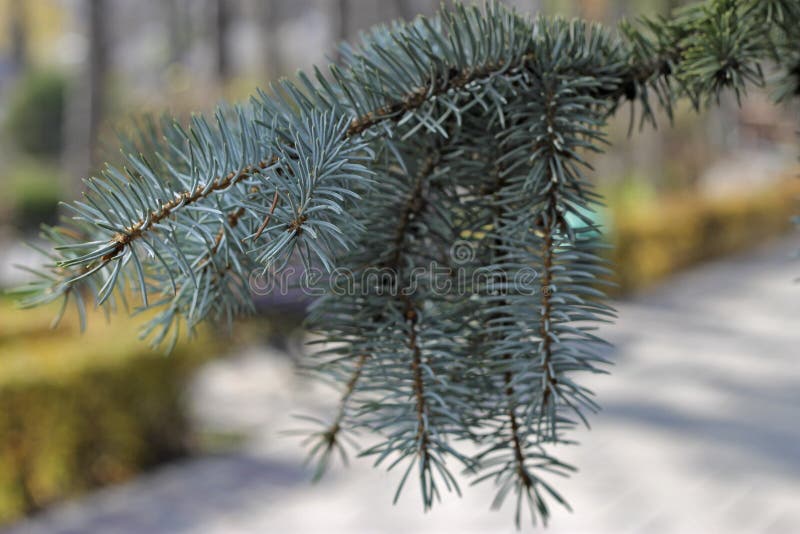 Blue Spruce Tree Pins Background in Horisontal Position Stock Image ...