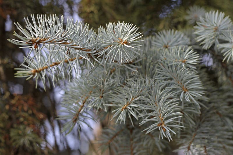 Blue Spruce Tree Pins Background in Horisontal Position Stock Image ...