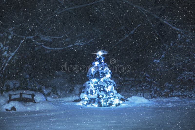 Blue Spruce Tree with Star at Night Stock Image - Image of tree ...