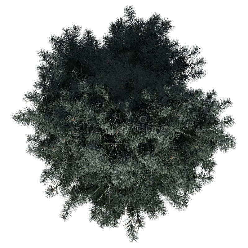 Blue Spruce Tree Top View Isolated on White Background Stock ...