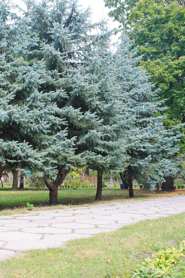 Spruce Trees Near Ancient Stone Fortress Wall Inside of Svetitskhoveli ...