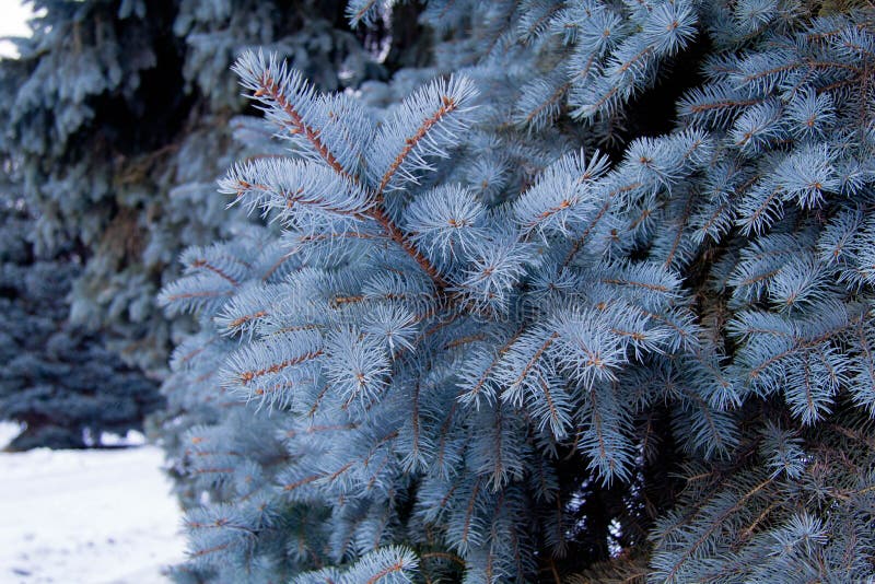 Blue spruce stock photo. Image of winter, blue, nature - 46021982