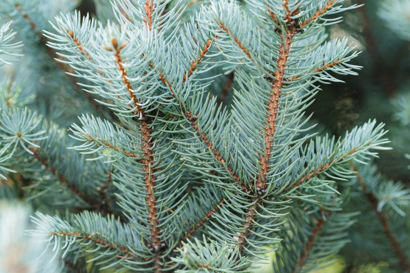 Blue spruce twigs close up stock photo. Image of bright - 34481750