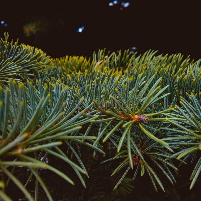 Blue Spruce Young Branch in Spring in the Park Stock Image - Image of ...