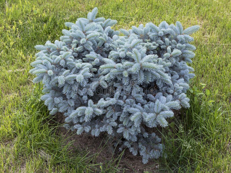 Blue Spruce Young Tree on the Lawn Stock Photo - Image of evergreen ...