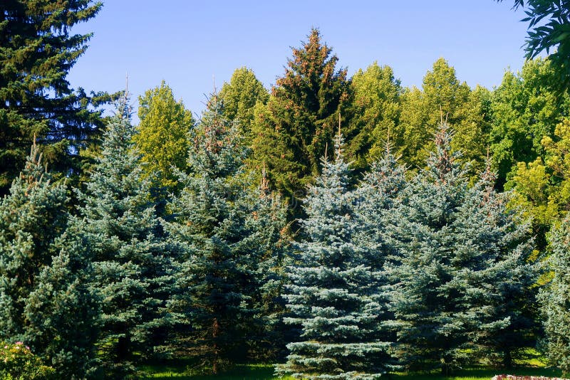 Blue spruces in the park stock image. Image of leaf - 255472597