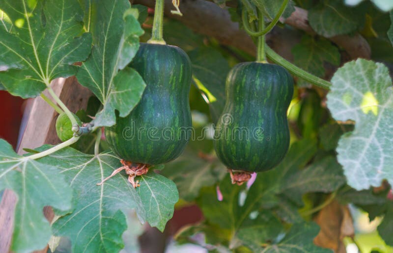 Blue squash plant stock photo. Image of fresh, outdoors - 230719736