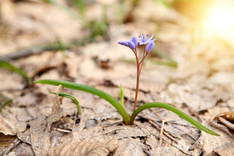 Blue Squill Siberian Squill Stock Photo - Image of galanthus, blossom ...