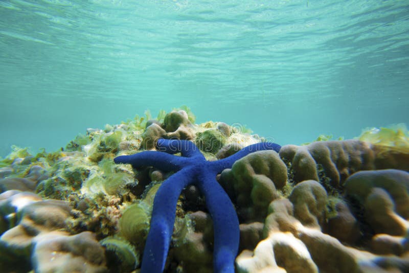 Blue star fish stock image. Image of coral, vibrant, nature - 31398325