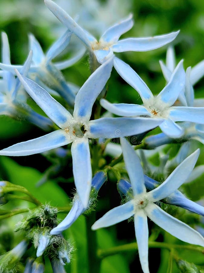 Blue Star Wildflower Nature Art Abstract Scenic Forest Stock Image ...
