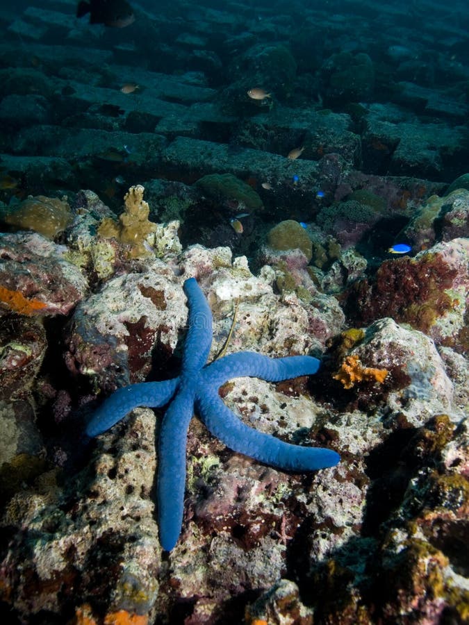 Scarlet Cleaner Shrimp 1 stock photo. Image of ocean, cold - 1887920