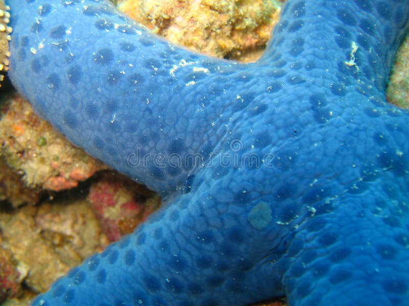 Blue Starfish Isolated on White Background Stock Photo - Image of ...