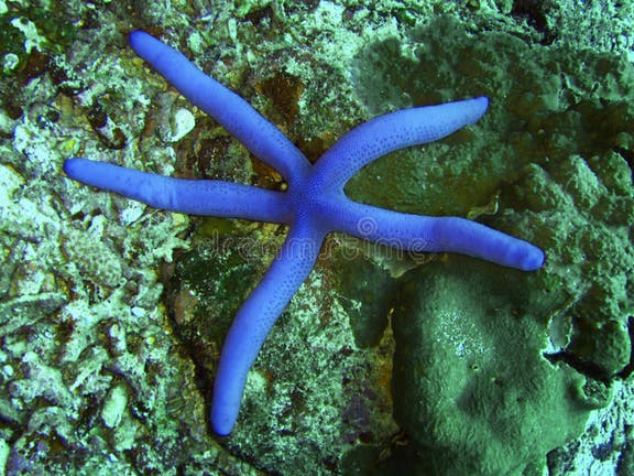 Blue starfish stock photo. Image of backdrop, conch, spring - 2496908
